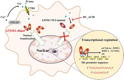 Model Of Atox1 Involvement In Transcriptional Regulation Cu⁺ And Pt Download Scientific