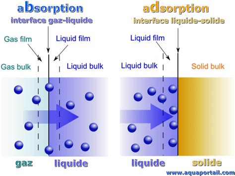 Réabsorption Définition Et Explications