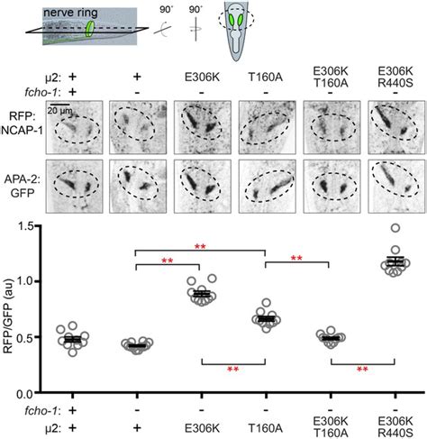 Figures And Data In Necaps Are Negative Regulators Of The Ap2 Clathrin