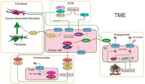 Interaction Between Trpv1 And Tumor Microenvironment Using Transgenic Download Scientific