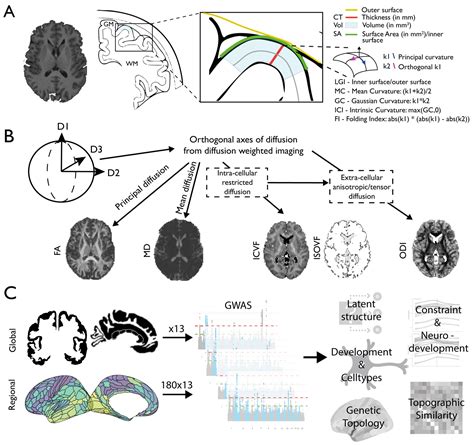 Neuroinformatics