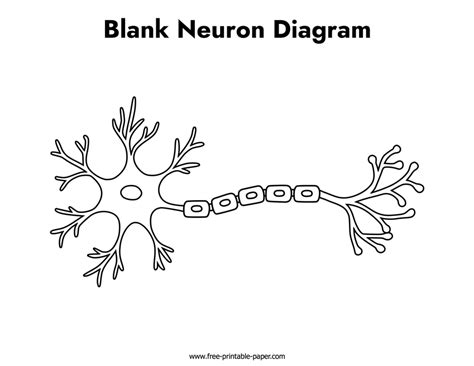 Blank Diagram Of A Motor Neuron Neuron Structure Cell Classi