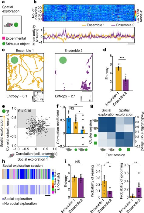 Context Dependent Encoding Of Exploration A Spatial Exploration Download High Quality
