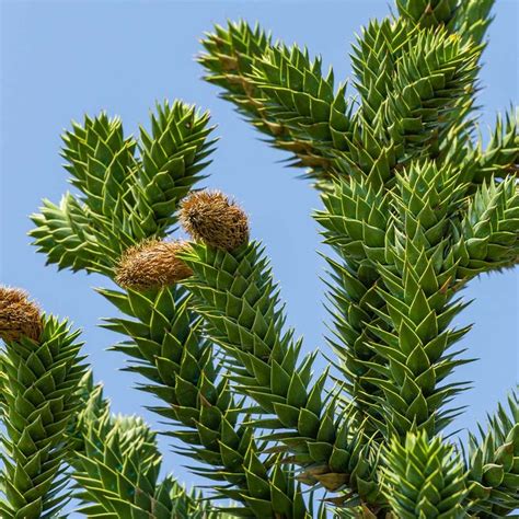 Monkey Puzzle Trees For Sale Monkey Puzzle Tree Trees To Plant Unique Trees
