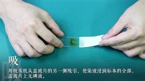 洋葱鳞片叶内表皮细胞临时装片的制作腾讯视频
