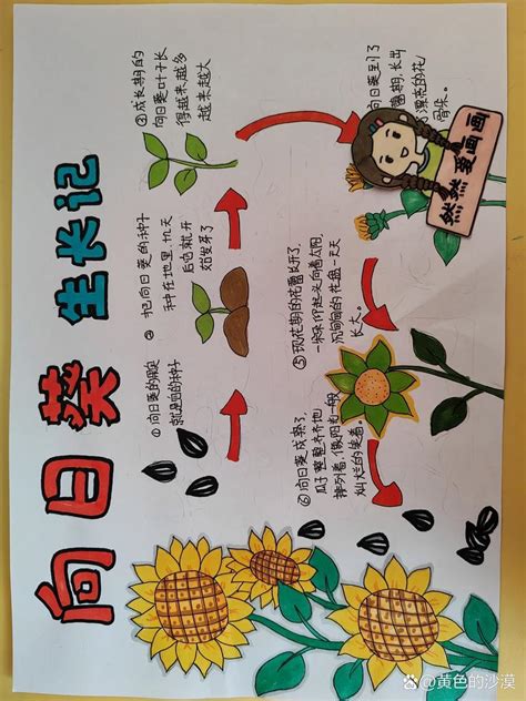 植物生长记录简单手抄报简单（流行19张） 手抄报图片大全