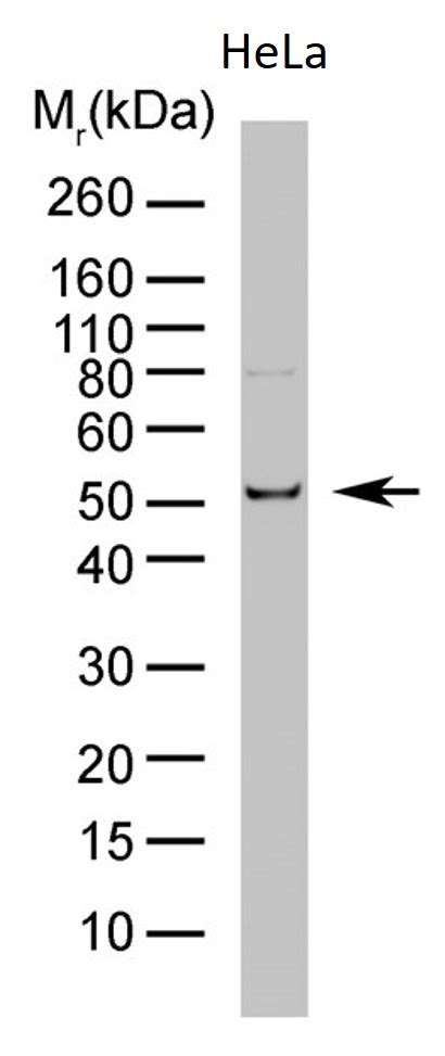 Anti Alpha Tubulin 抗体 [yl12] Hrp Arg22796 Arigobio