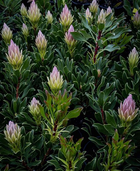 Protea Plants Buy Protea Plants Online Shop Proteaflora