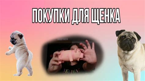Покупки для щенка. Обзор вещей для будешей собаки. Что нужно купить ...