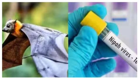 നിപ സംശയം മരിച്ച യുവാവിൻ്റെ നേരിട്ട് സമ്പർക്കത്തിലുള്ളത് 26 പേർ പട്ടിക തയ്യാറാക്കി ആരോ