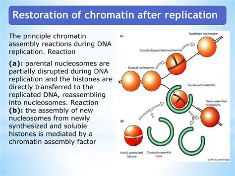 Dna Replication In Eukaryotes Pptx