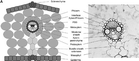 Tissue Specific Expression Of Barley Mips In Leaf Regions A Scheme