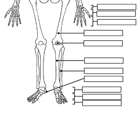 Whole Skeleton Class Set Diagram Quizlet