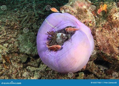 Pink Anemonfish Stock Image Image Of Barat Indonesia 65577061