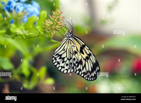 Tree Nymph Butterfly Stock Photo Alamy