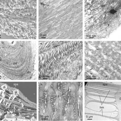 Structure Of Cuttlebone A Ventral View Of The Cuttlebone B Lateral