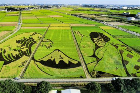 Rice Paddy Art What Makes It So Special Sakuraco