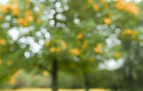 추상적이고 초점이 맞지 않는 이미지 보케가있는 녹색 및 주황색 나무 및 배경으로 사용되는 복사 공간 0명에 대한 스톡 사진 및 기타 이미지 Istock