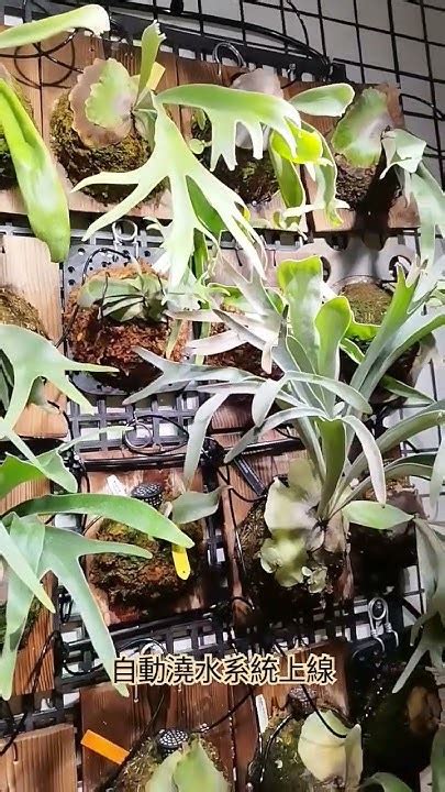 自動澆水系統 Youtube