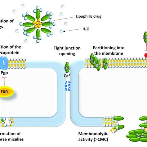 A Schematic Representation Of Mixed Micelle And Bilosome Structures