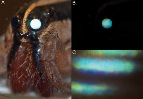 Reflections On The Tapetum Lucidum And Eyeshine In Lycosoid Spiders