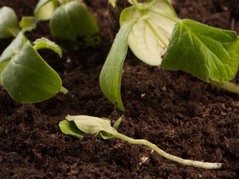 Pythium Debaryanum Putregaiul Sau Căderea Plăntuțelor Din Răsadniță și