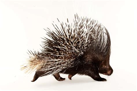 Gigantopithecus Botten