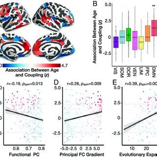 PDF Development Of Structurefunction Coupling In Human Brain Networks During Youth