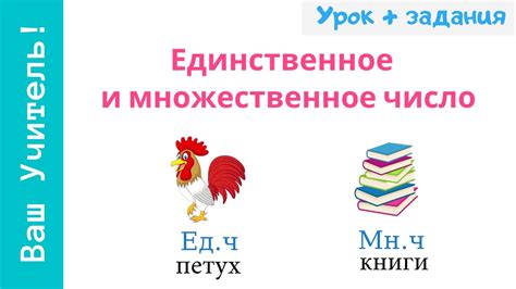 Число имен существительных Единственное и множественное число Youtube