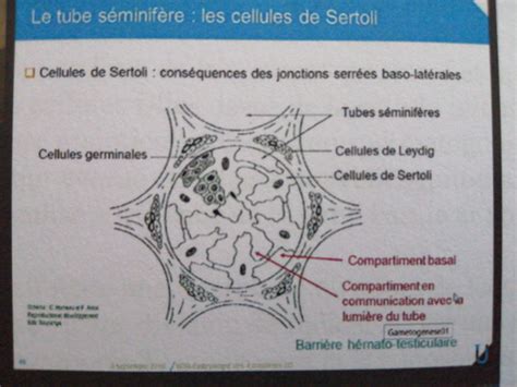 La Spermatogénèse Flashcards Quizlet
