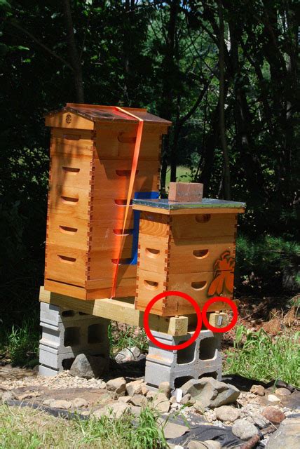 Bee Hive Journal Help And Advice For Beekeepers