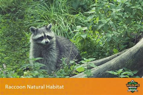 Where Does A Raccoon Live Aaac Wildlife Removal Of Madison