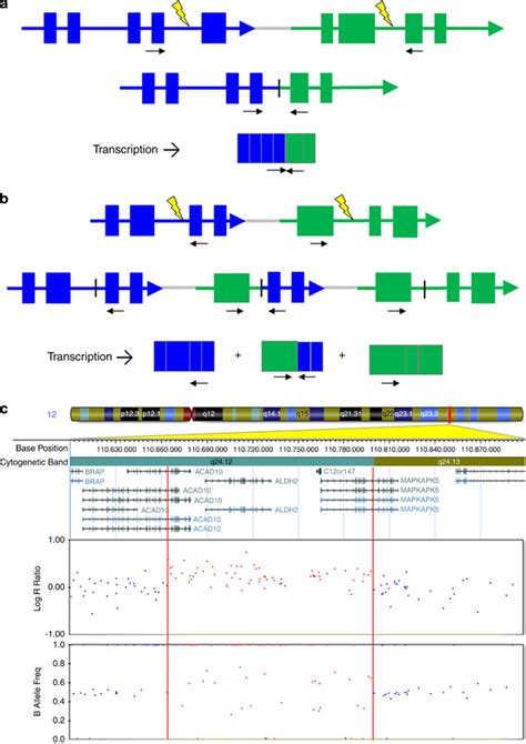 Detection Of Cnvs That May Lead To Fusion Transcripts A Schematic Download Scientific