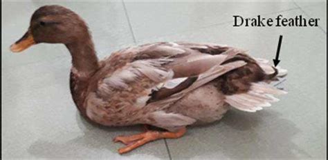 Changes In Phenotypic Characters In Sex Reversed Duck Download Scientific Diagram