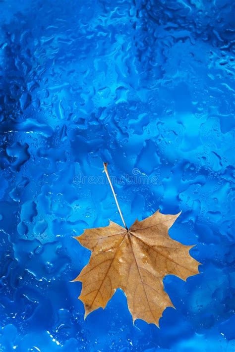 Leaf On Glass Stock Image Image Of Leaf Space Lush 11565155