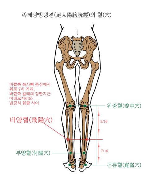 📍[혈자리 시리즈] 비양혈 — 종아리 피로와 다리 붓기에 효과적인 혈자리 네이버 블로그