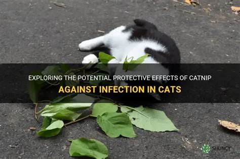 Exploring The Potential Protective Effects Of Catnip Against Infection In Cats Shuncy