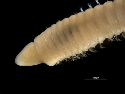 Taxonomy Lumbrineridae