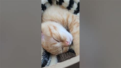 당신은 웃으며자는 고양이와 사랑에 빠집니다 빠졌습니다 Youtube