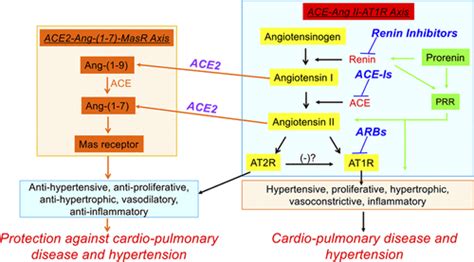 Ace2 Angiotensin Converting Enzyme 2 In Cardiopulmonary Diseases