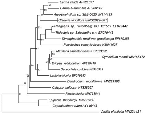 Phylogenetic Position Of Claderia Hookf Based On The Its Dataset Download Scientific Diagram