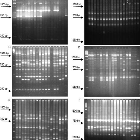 Examples Of Issr Fingerprinting Generated By Ubc 843 Primer A Ubc Download Scientific