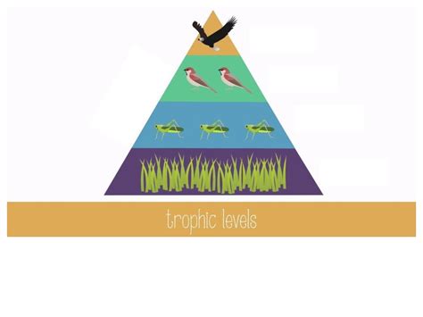 Trophic Pyramid Diagram Quizlet
