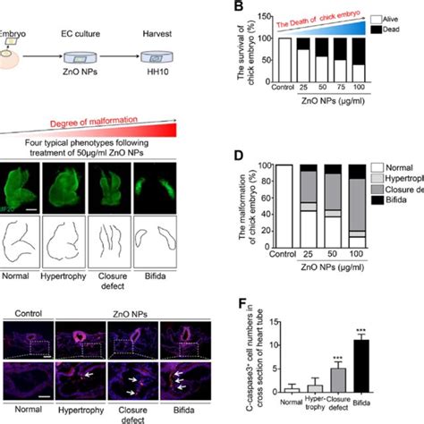 Characterization Of Zno Nps A Tem Photograph Of Zno Nps B The