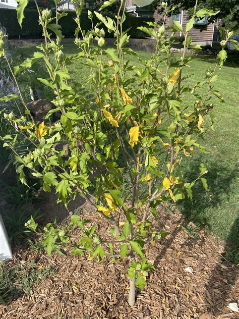 Rose Of Sharon Yellow