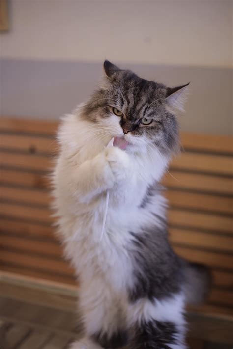 กินเอง เขียนเอง “ Cat Cafe “ น่ารัก Facebook