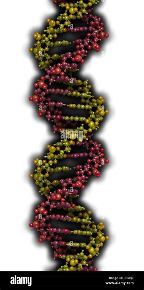 DNA Structure Computer Model Of Part Of The Gene For Human Growth Hormone Shown In The B DNA