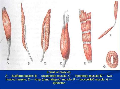 General Myology A Muscle As Body Development Of