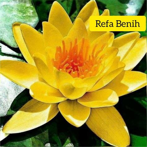 Jual Biji Benih Tanaman Teratai Yellow Banana F1 Import Benih Langkah Benih Murah Meriah