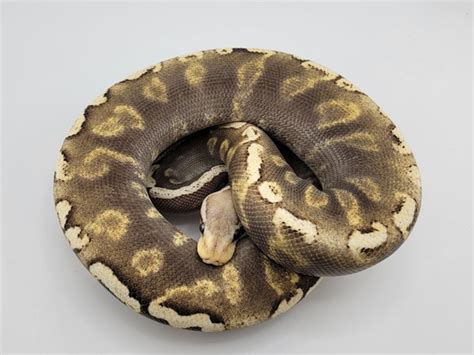 firefly super ghi het dg ball python by morph jungle